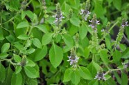 Basil Holy Tulsi Zia Zensations